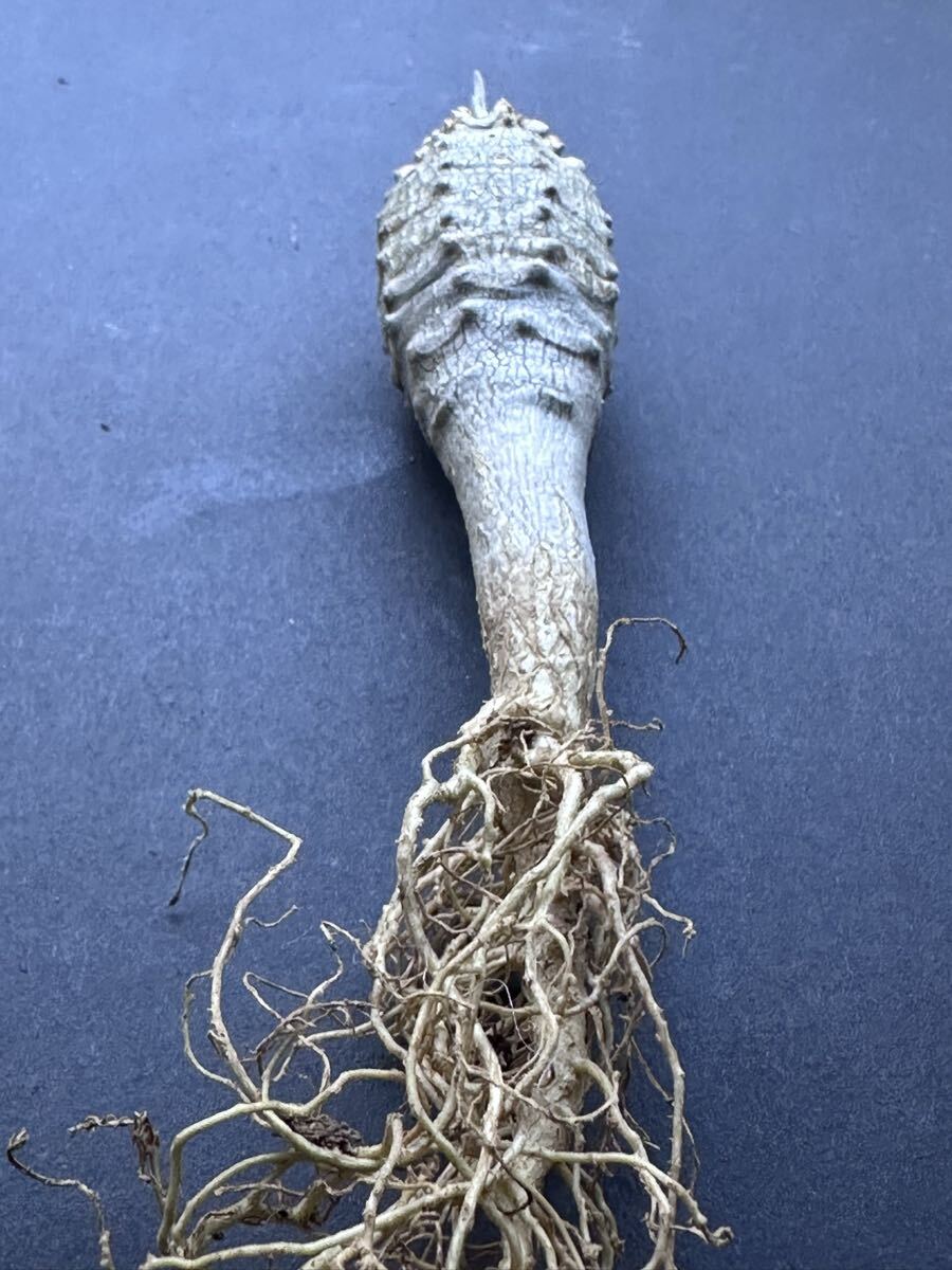 Yahoo!オークション - No.873 特選 多肉植物 ユーフォルビア アンカレ...