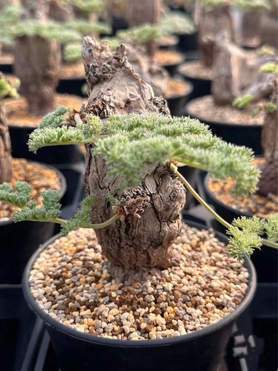 Yahoo!オークション - No.693 特選 ペラルゴニウム・トリステ Pelargon...