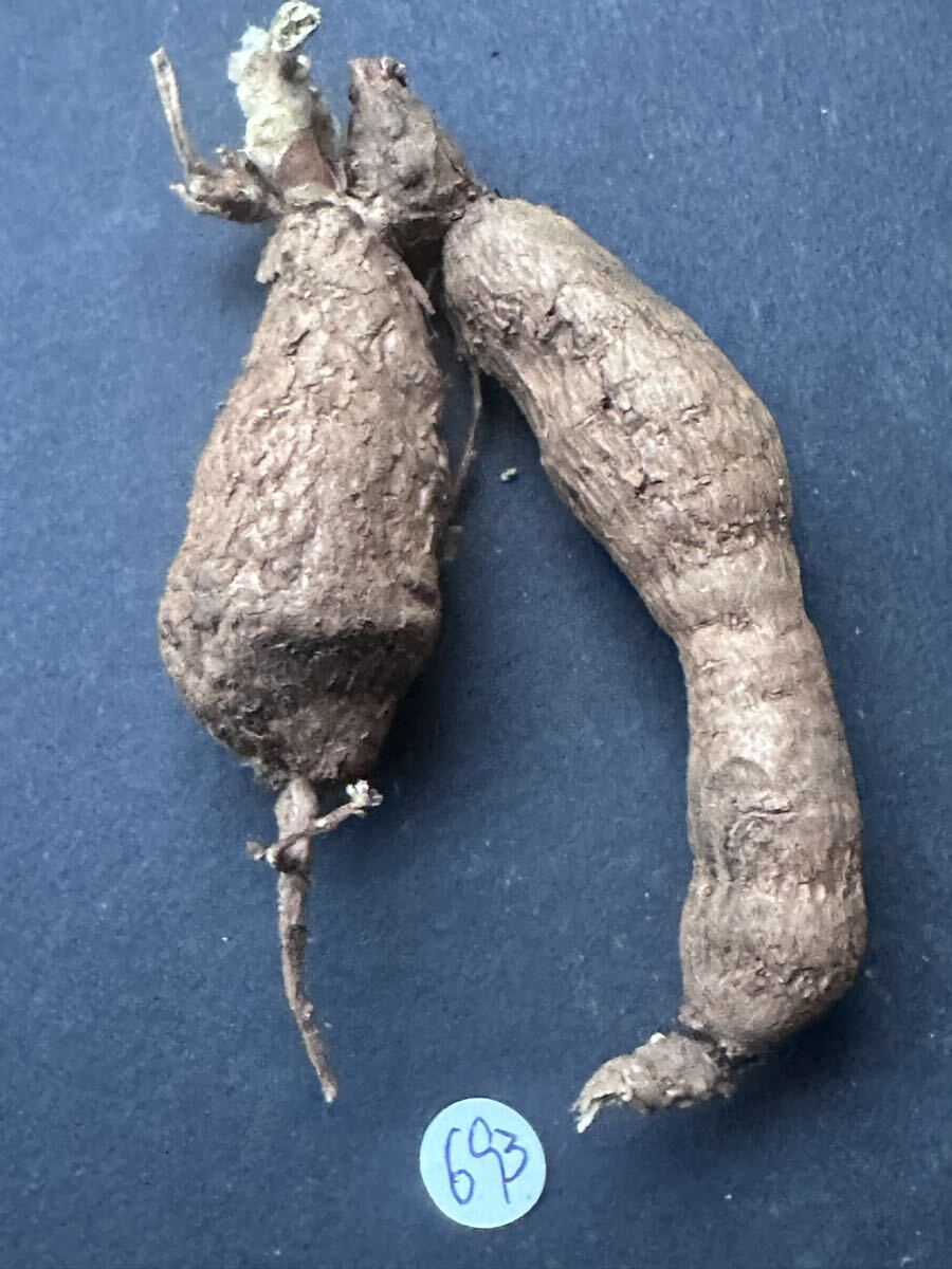 Yahoo!オークション - No.693 特選 ペラルゴニウム・トリステ Pelargon...