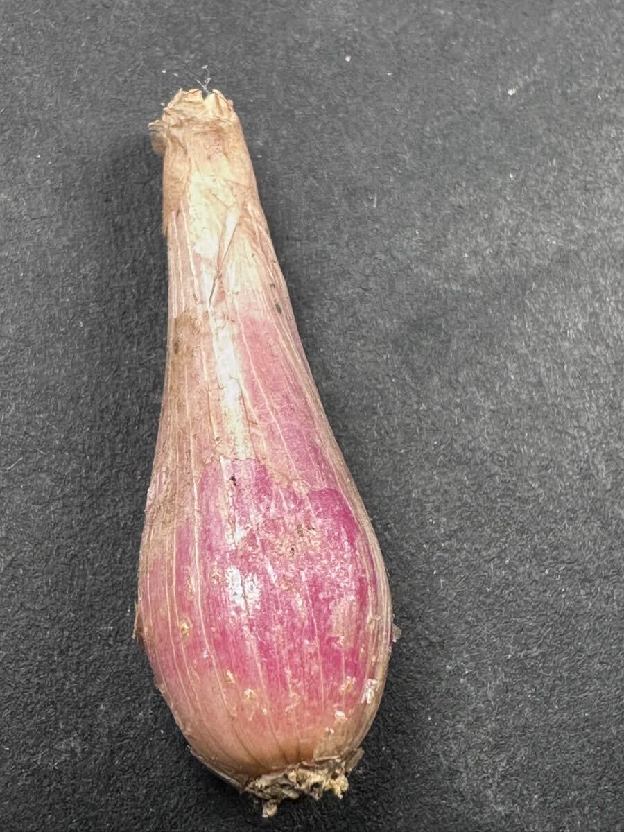 Yahoo!オークション - No.888 特選珍奇植物 球根 ゲチリス・セトーサ