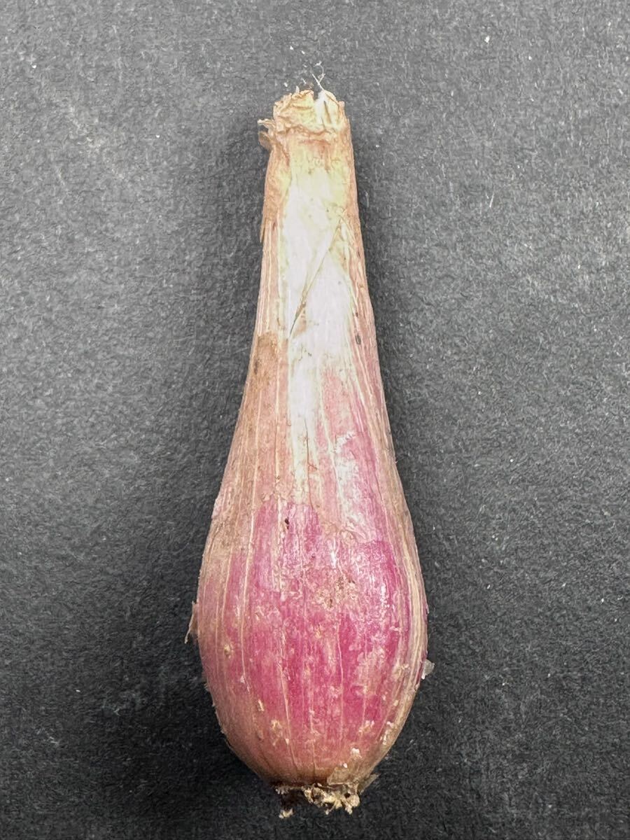 Yahoo!オークション - No.888 特選珍奇植物 球根 ゲチリス・セトーサ