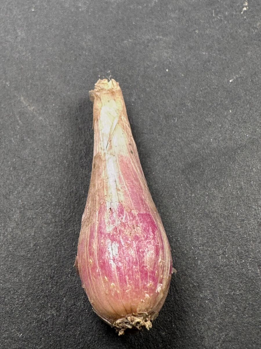 Yahoo!オークション - No.888 特選珍奇植物 球根 ゲチリス・セトーサ