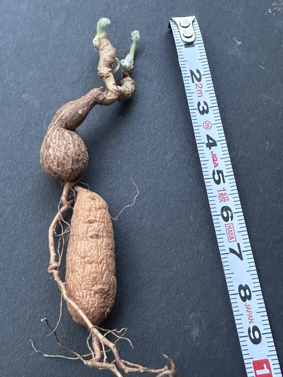 Yahoo!オークション - No.962 特選 ペラルゴニウム・トリステ Pelargon...