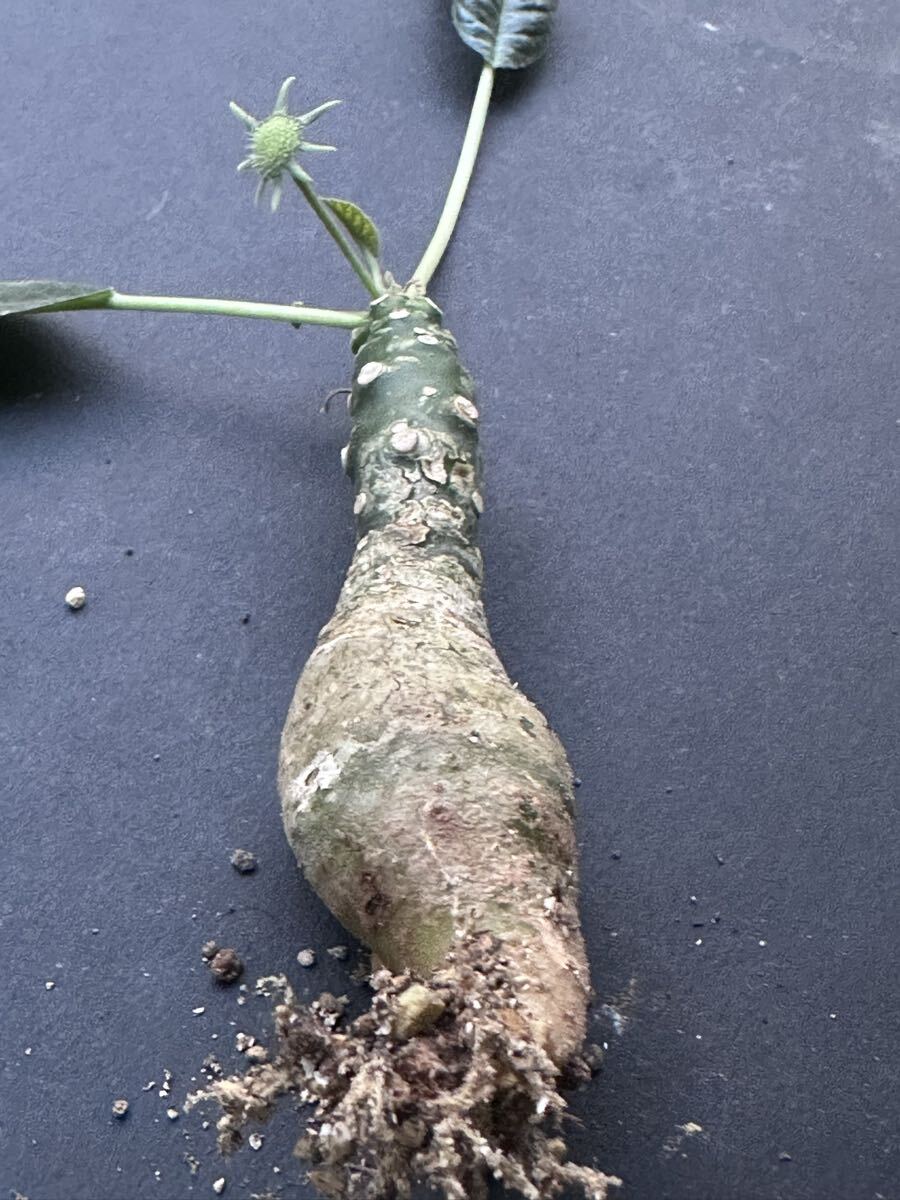 Yahoo!オークション - No.972 特選 塊根植物 Dorstenia elataドルステ...