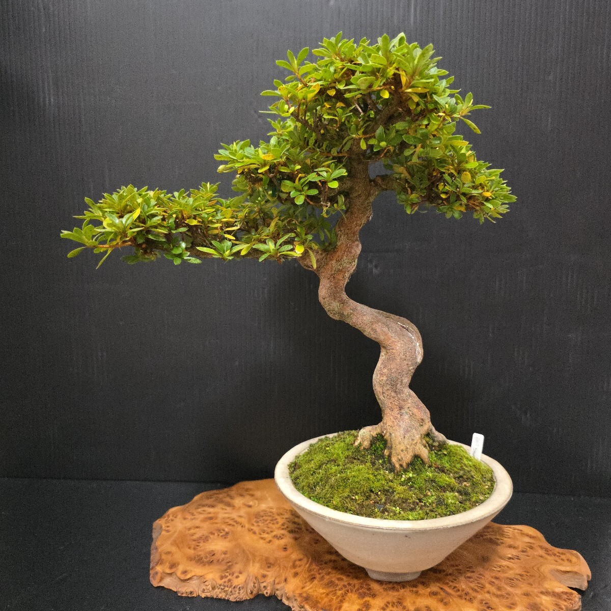 Yahoo!オークション - 味のある【 明美の月 樹高26センチ 皐月盆栽