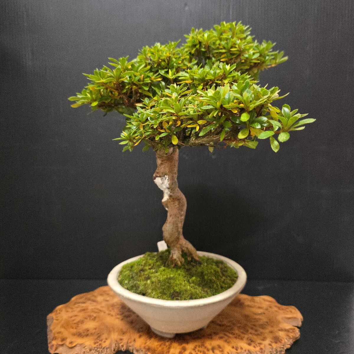 Yahoo!オークション - 味のある【 明美の月 樹高26センチ 皐月盆栽