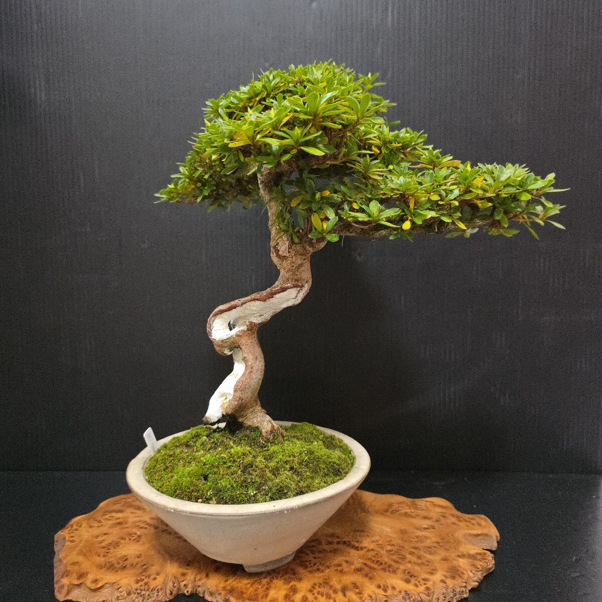 Yahoo!オークション - 味のある【 明美の月 樹高26センチ 皐月盆栽