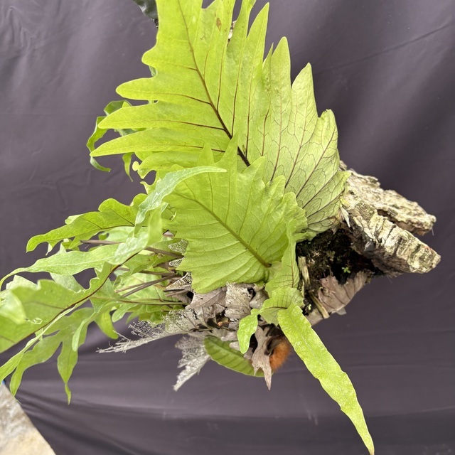 Yahoo!オークション - (現品) ドリナリア クエルシフォリア (No.62439)...