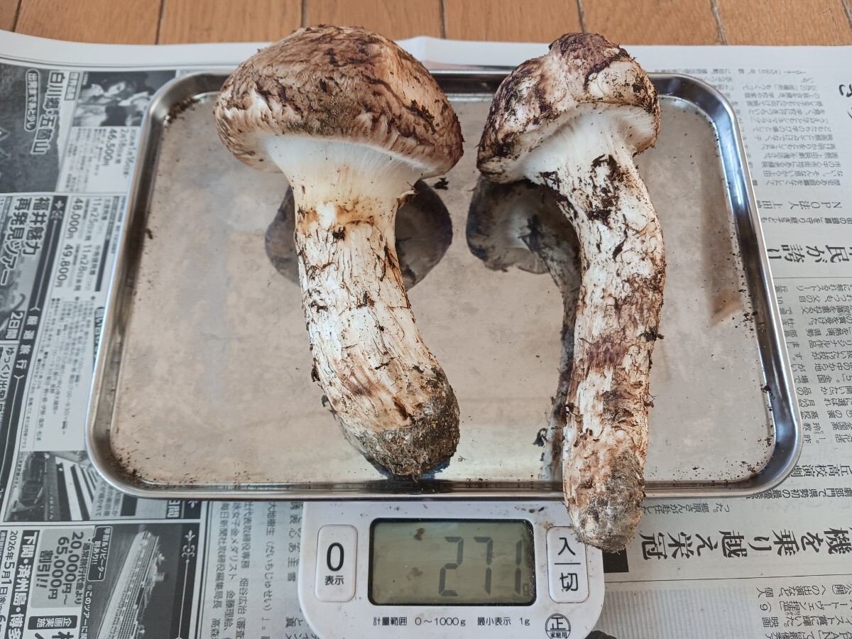 Yahoo!オークション - N-5 松茸 マツタケ 271g 長野県 南信州 11/1 本...