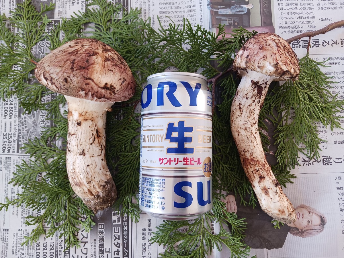 Yahoo!オークション - N-5 松茸 マツタケ 271g 長野県 南信州 11/1 本...