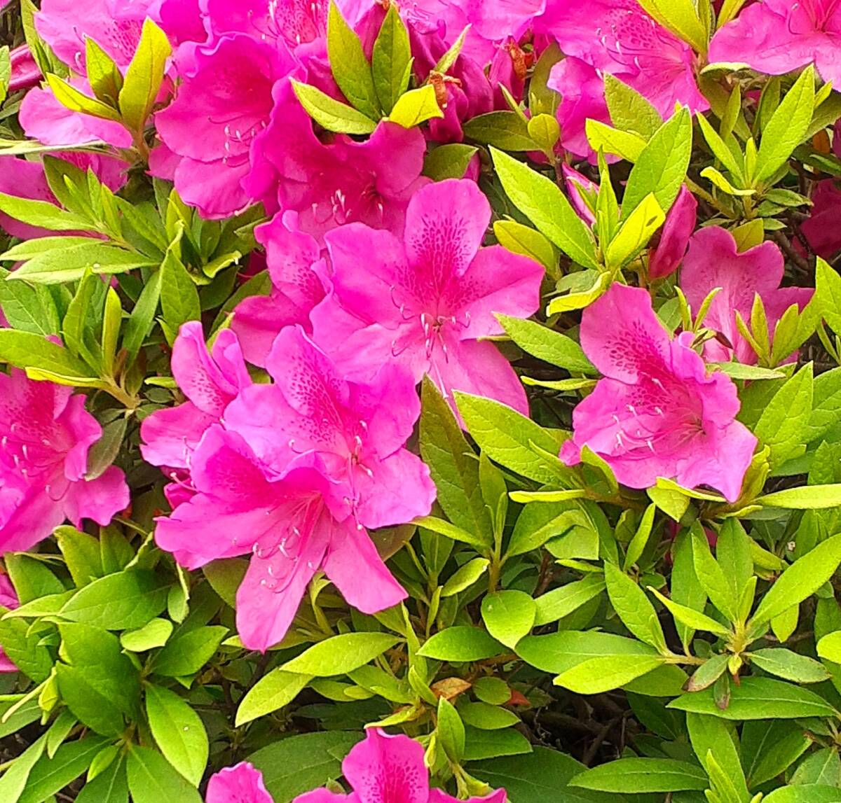 Yahoo!オークション - オオムラサキ ツツジ ツツジの中で最も大きな花...