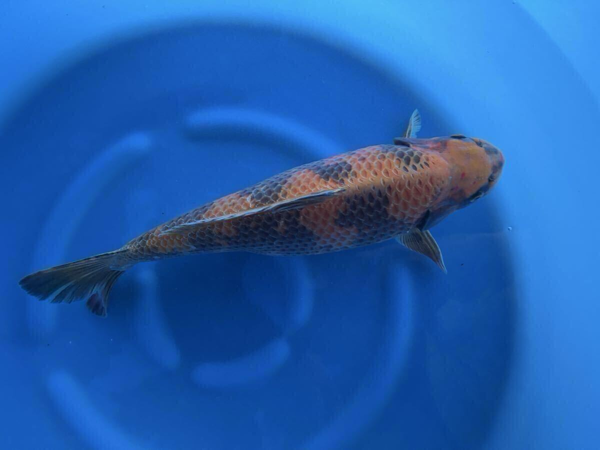 Yahoo!オークション - 錦鯉 金黄写り 2歳 かんの産 サイズ41cm A