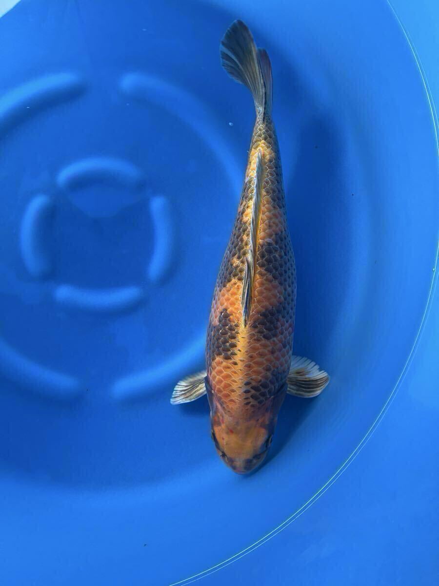 Yahoo!オークション - 錦鯉 金黄写り 2歳 かんの産 サイズ41cm A