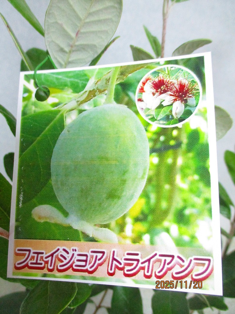 Yahoo!オークション - [野風苗木流通] フェイジョア トライアンフ (111...