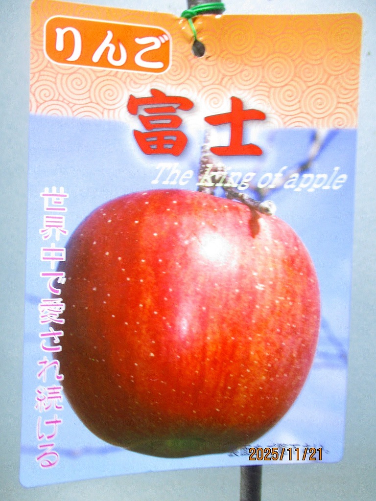 Yahoo!オークション - [野風苗木流通] 林檎の苗木 富士 (112242)全高 7...