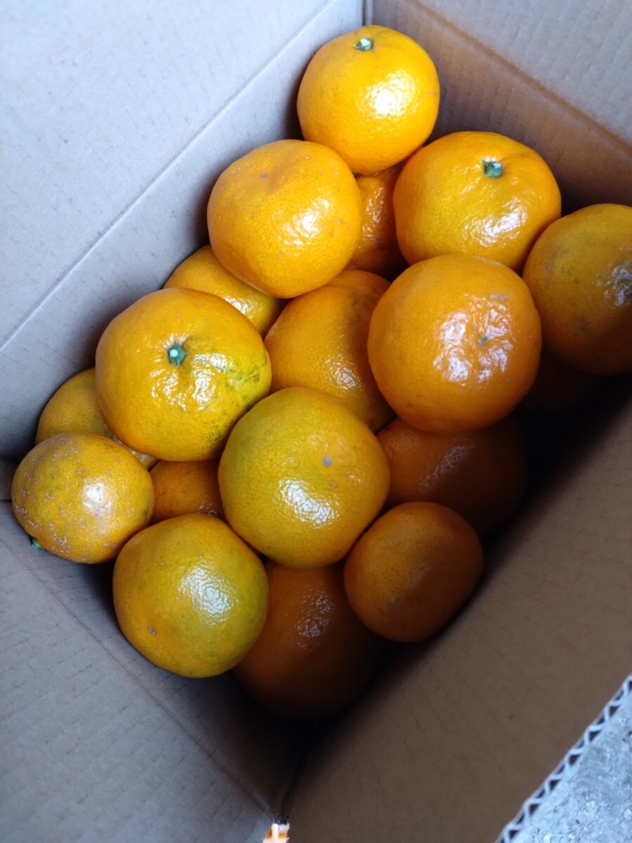 Yahoo!オークション - 安心安全無農薬 おブスみかん 2.8kgを2箱分