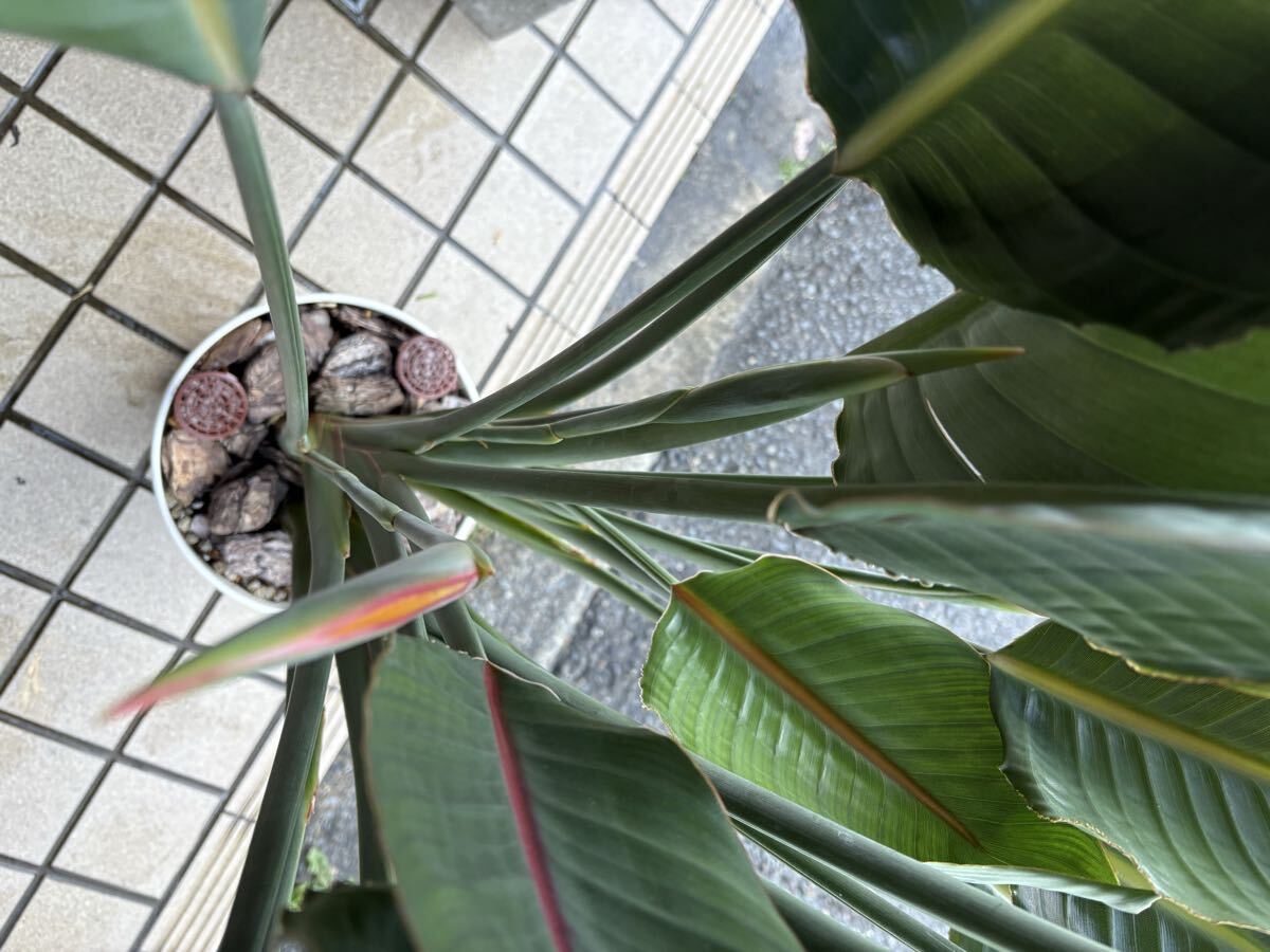 Yahoo!オークション - ストレリチア レギネ 手渡し限定 開花中