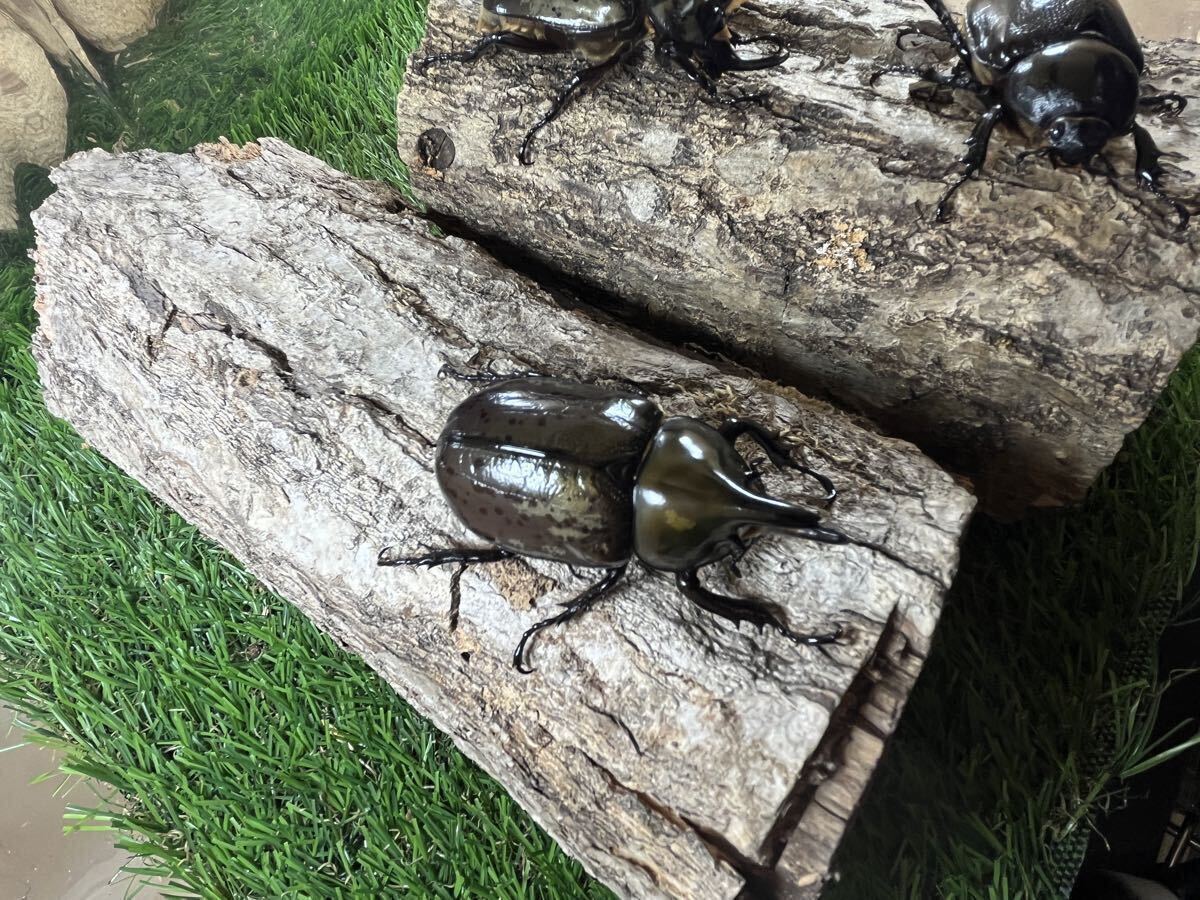 Yahoo!オークション - ティティウスシロカブト2♂1♀①
