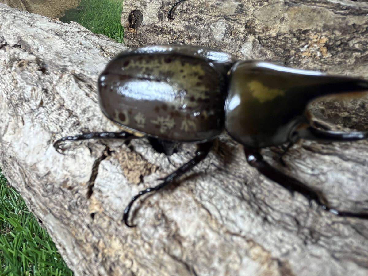 Yahoo!オークション - ティティウスシロカブト2♂1♀①