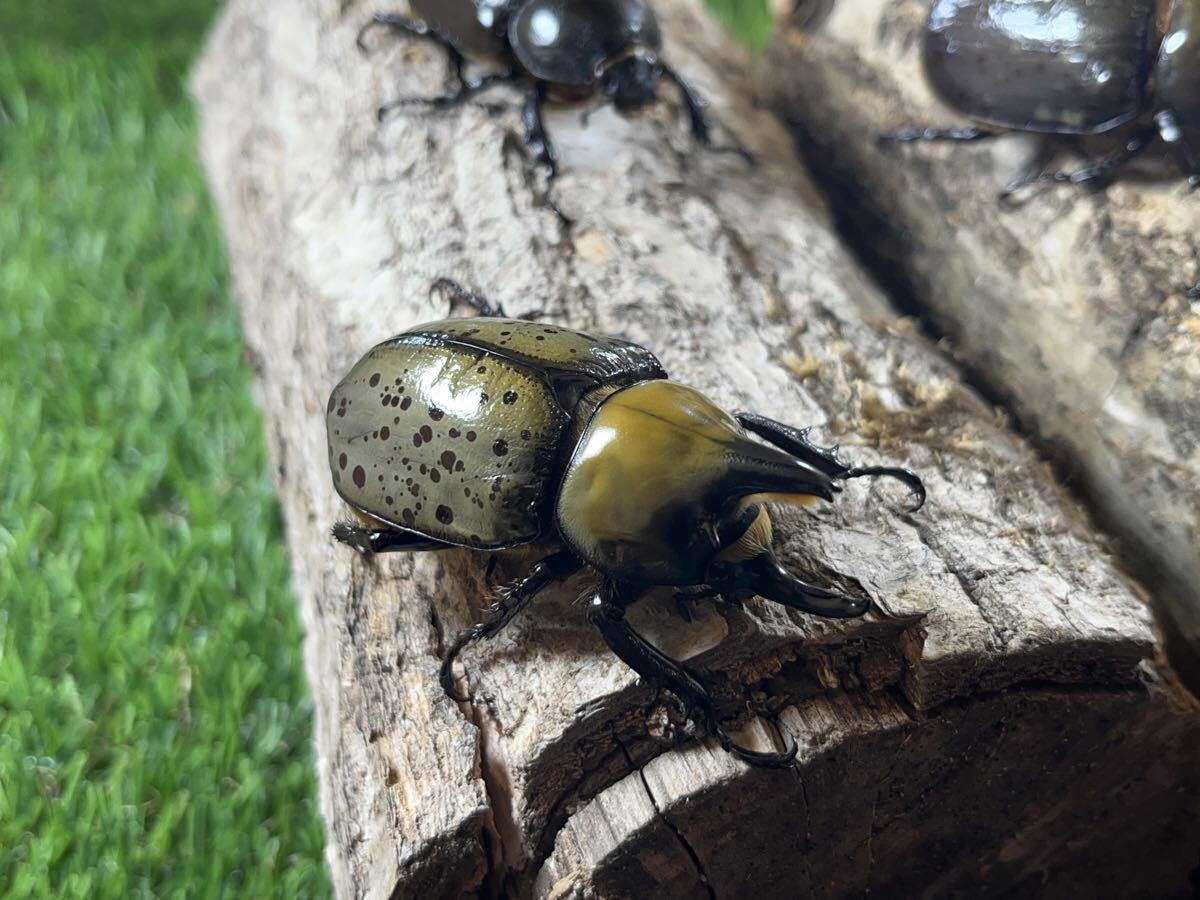 Yahoo!オークション - ティティウスシロカブト2♂1♀②