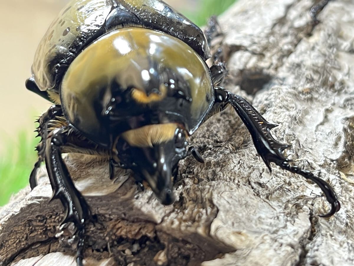 Yahoo!オークション - ティティウスシロカブト2♂1♀②