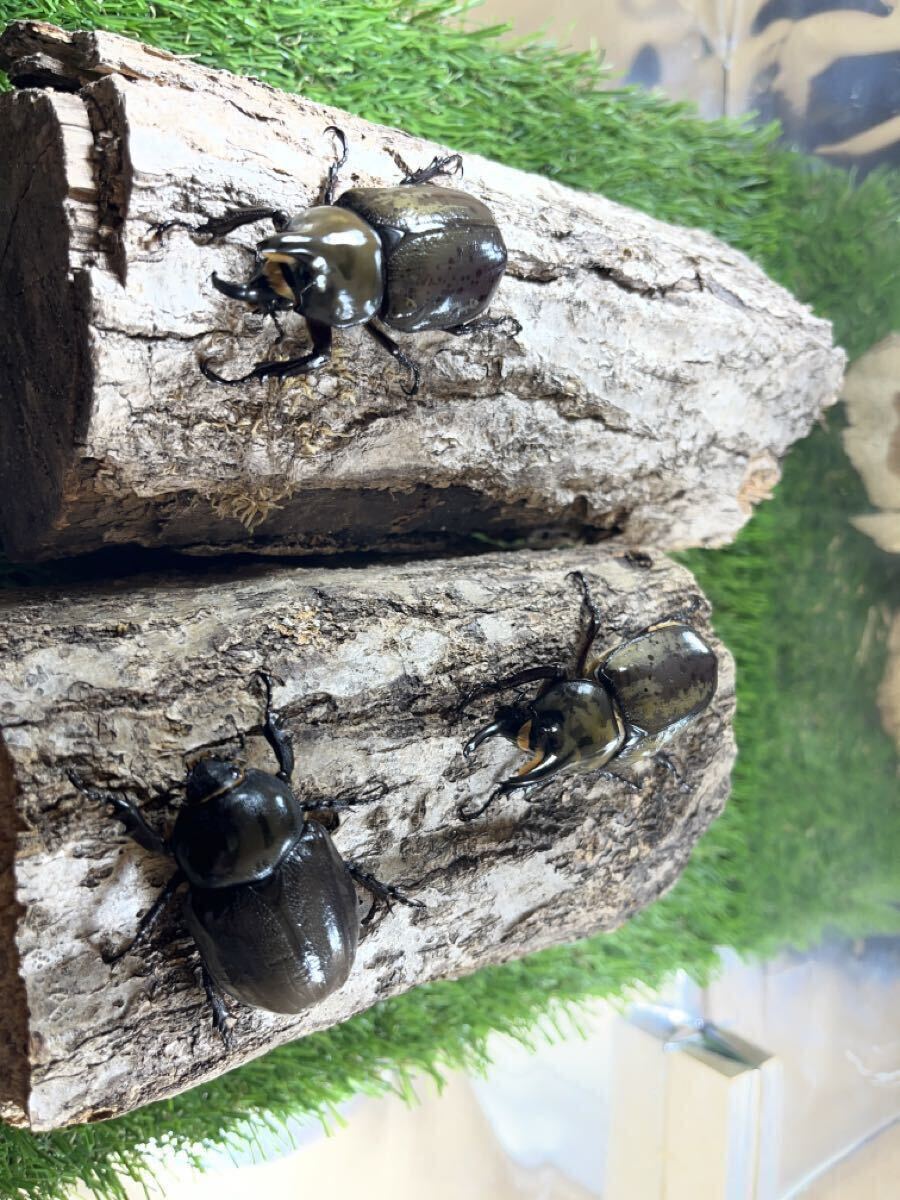 Yahoo!オークション - ティティウスシロカブト2♂1♀①