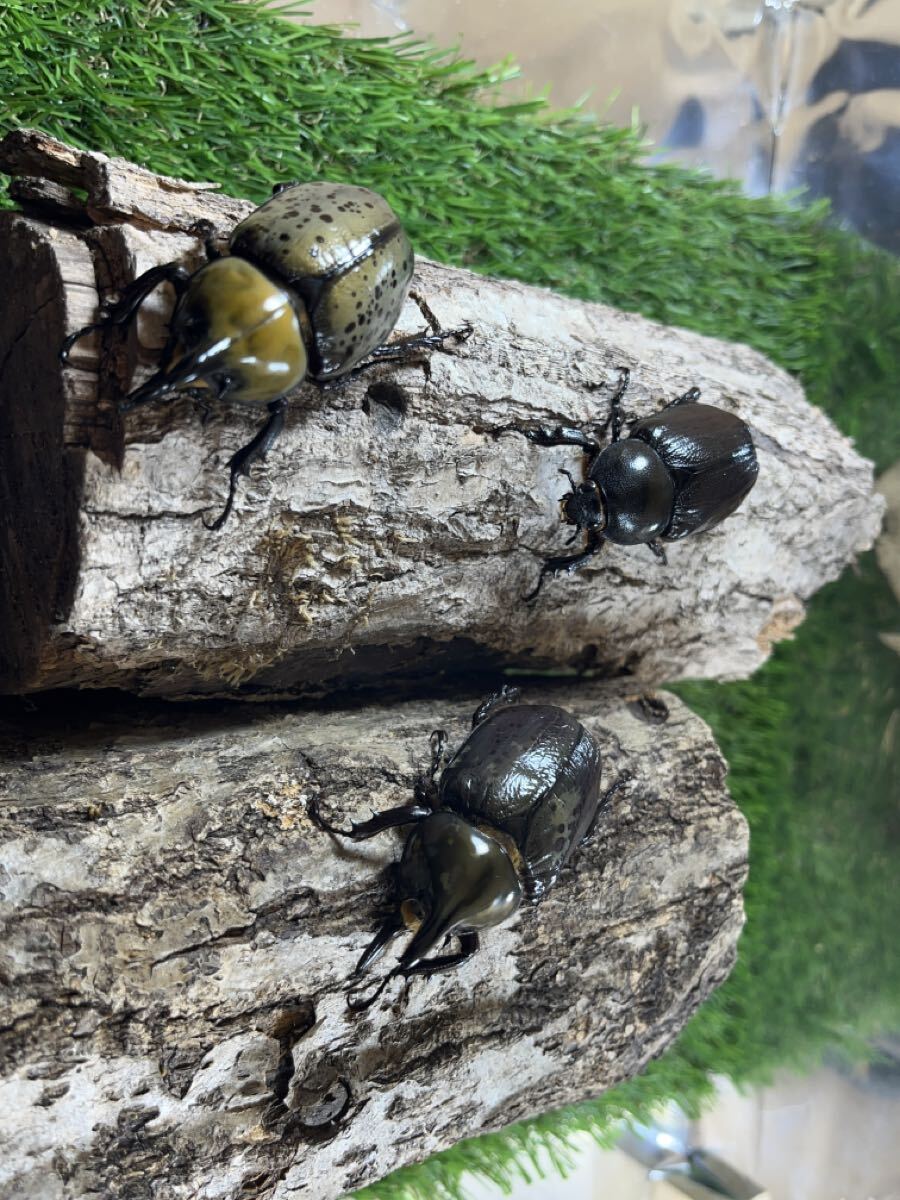 Yahoo!オークション - ティティウスシロカブト2♂1♀②