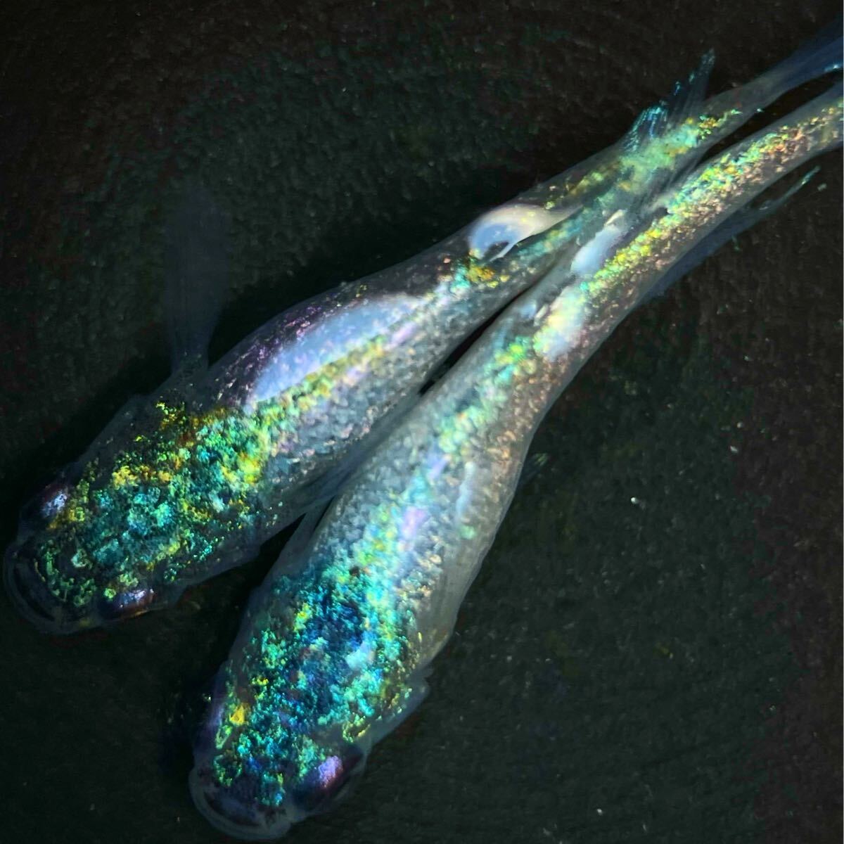 Yahoo!オークション - 超極上メダカ 碧Da 次回未定 種親候補 サバンナ...