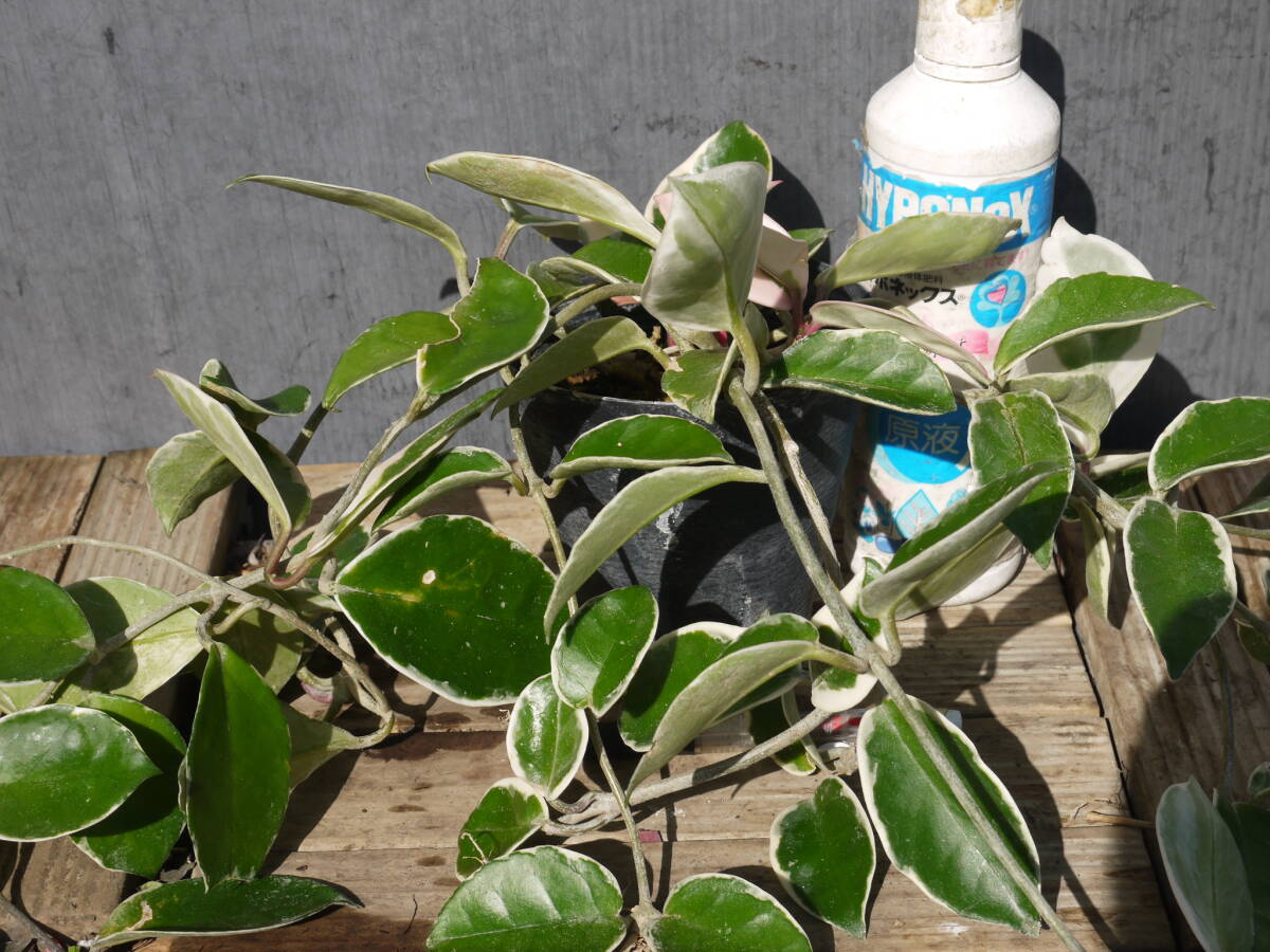 Yahoo!オークション - 1122 650円開始 ホヤ サクララン