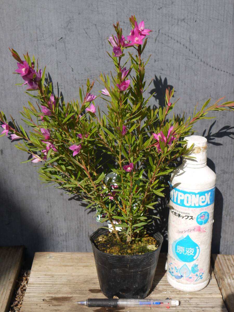 Yahoo!オークション - 1122 720円開始 クロウエア・サリグナ サザン...