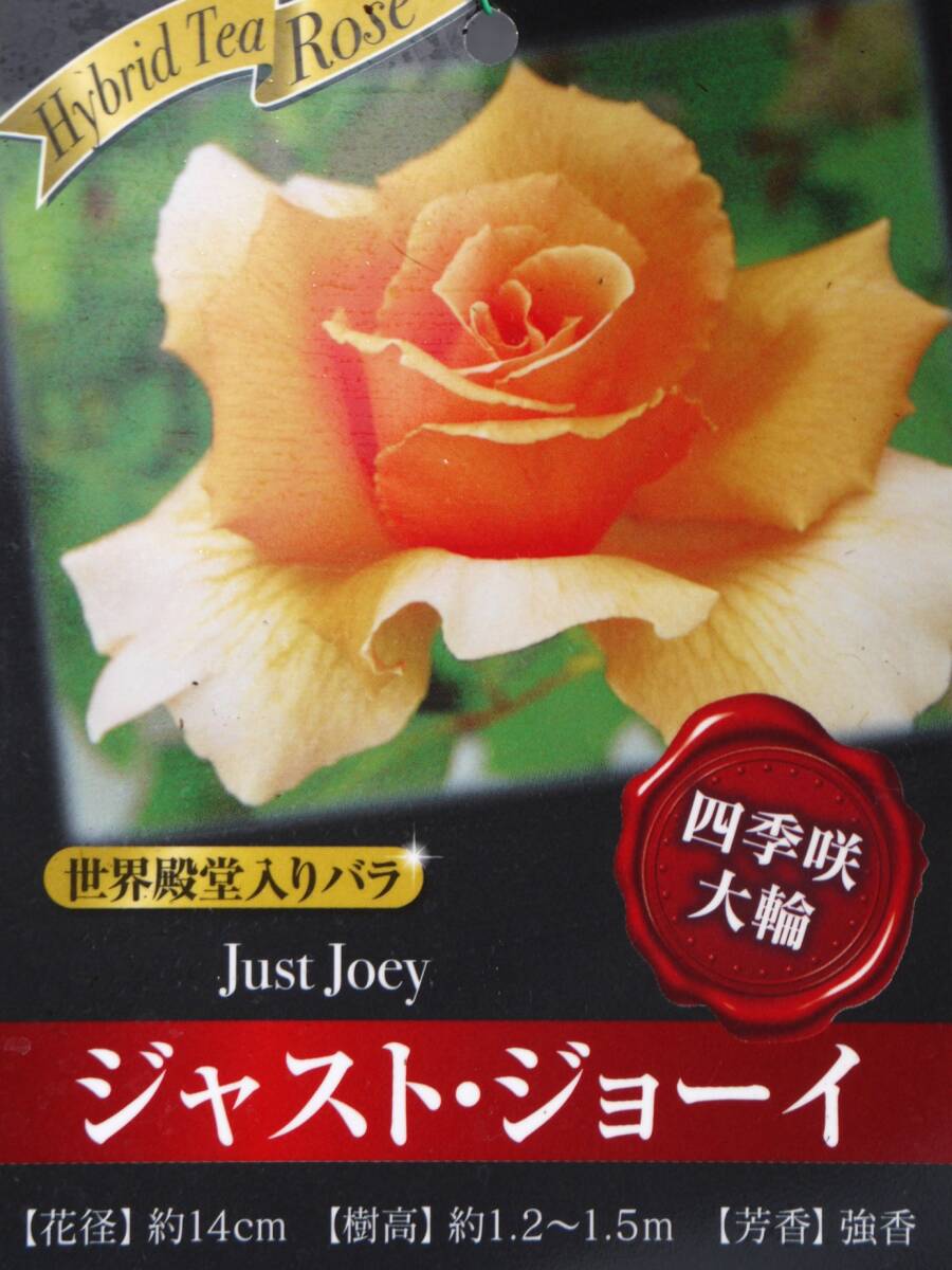 Yahoo!オークション - 即決1380円N HT 四季咲大輪バラ苗ジャストジョー...