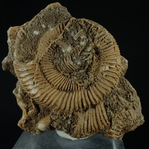 Yahoo!オークション - ドイツ アンモナイト 化石 122g サイズ約62mm×6...