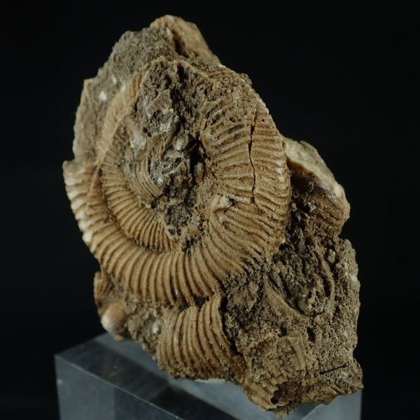 Yahoo!オークション - ドイツ アンモナイト 化石 122g サイズ約62mm×6...