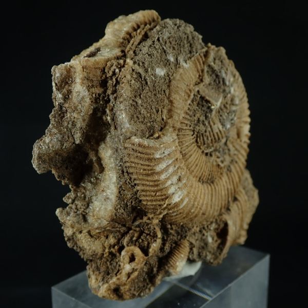 Yahoo!オークション - ドイツ アンモナイト 化石 122g サイズ約62mm×6...