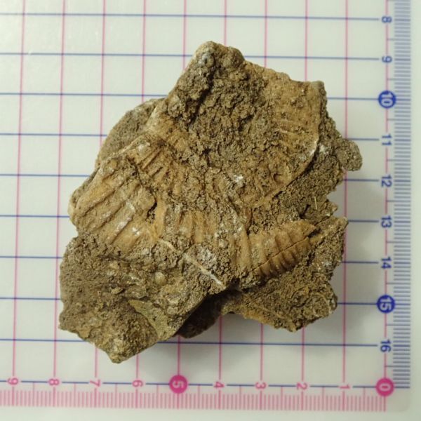 Yahoo!オークション - ドイツ アンモナイト 化石 122g サイズ約62mm×6...