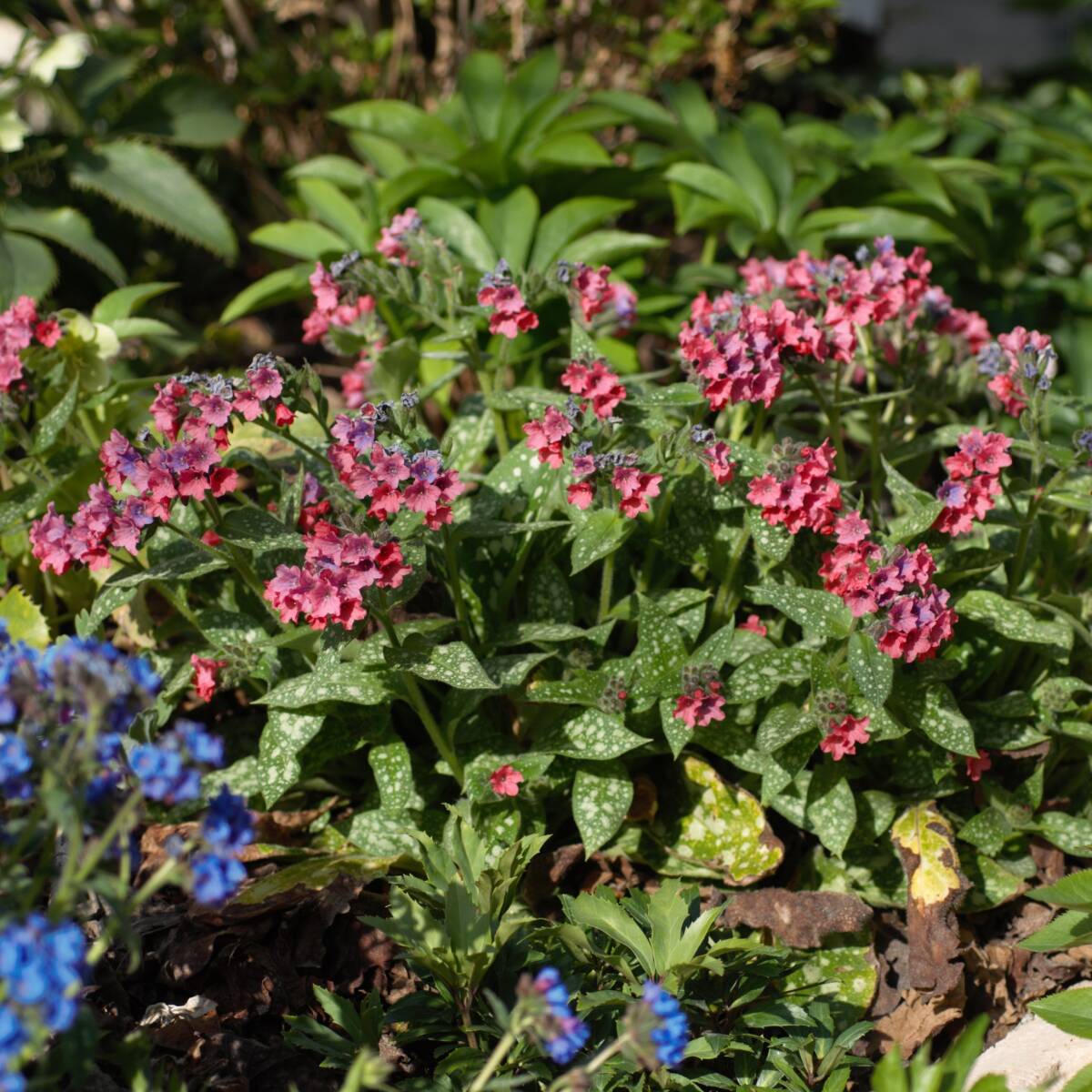 Yahoo!オークション - 【シェードガーデン/カラーリーフ】 プルモナリ...