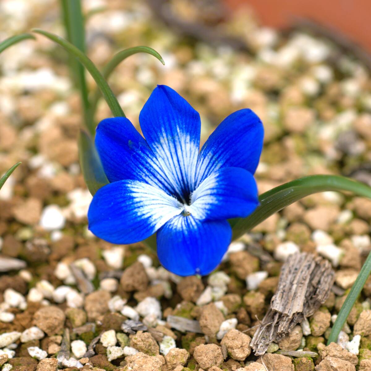 Yahoo!オークション - 【芽出し苗】 テコフィレア シアノクロッカス 宿...