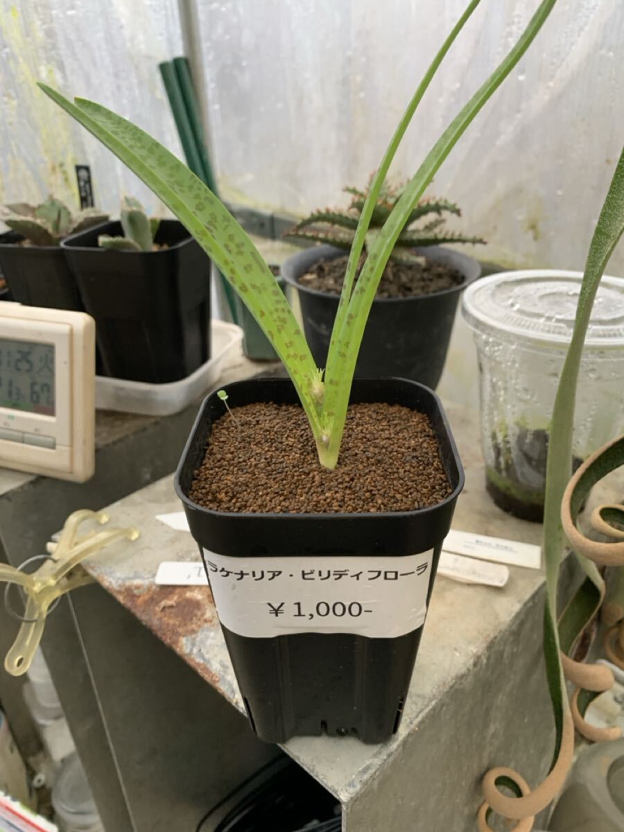 Yahoo!オークション - ラケナリア ビリディフローラ