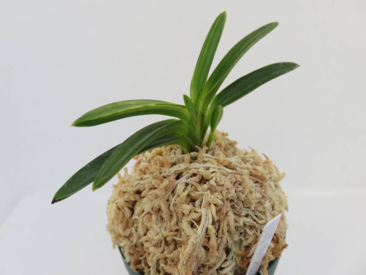 Yahoo!オークション - 富貴蘭 孔雀錦