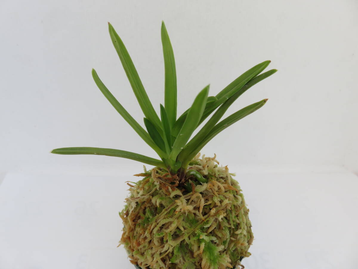 Yahoo!オークション - 富貴蘭 紅法師の変わり