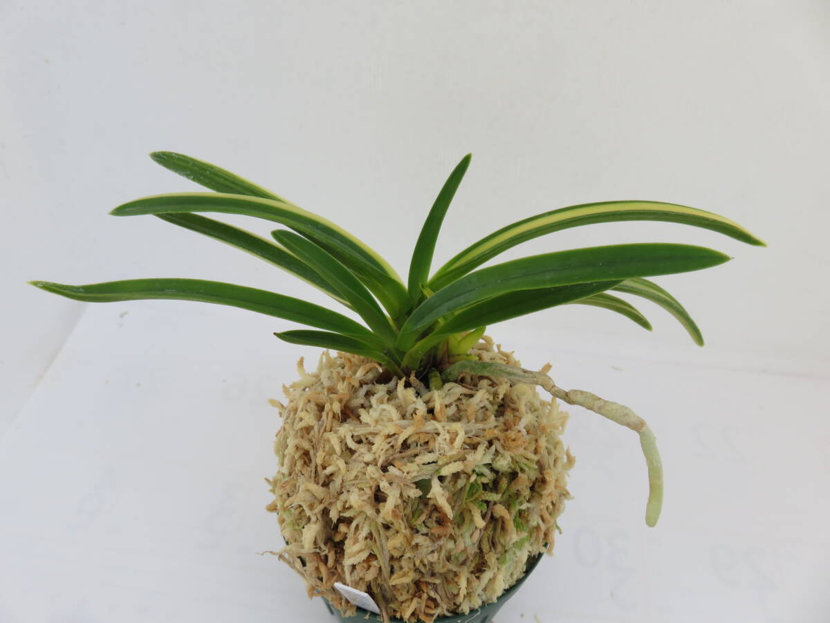 Yahoo!オークション - 富貴蘭 龍泉錦