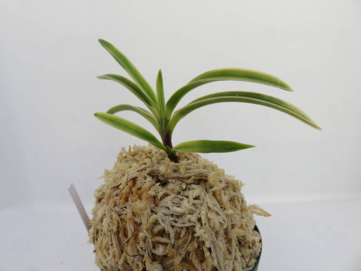 Yahoo!オークション - 富貴蘭 高隈の縞