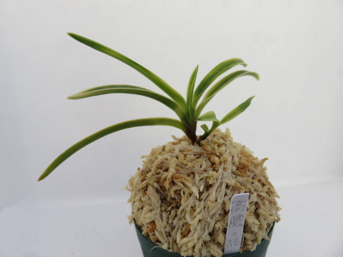 Yahoo!オークション - 富貴蘭 高隈の縞