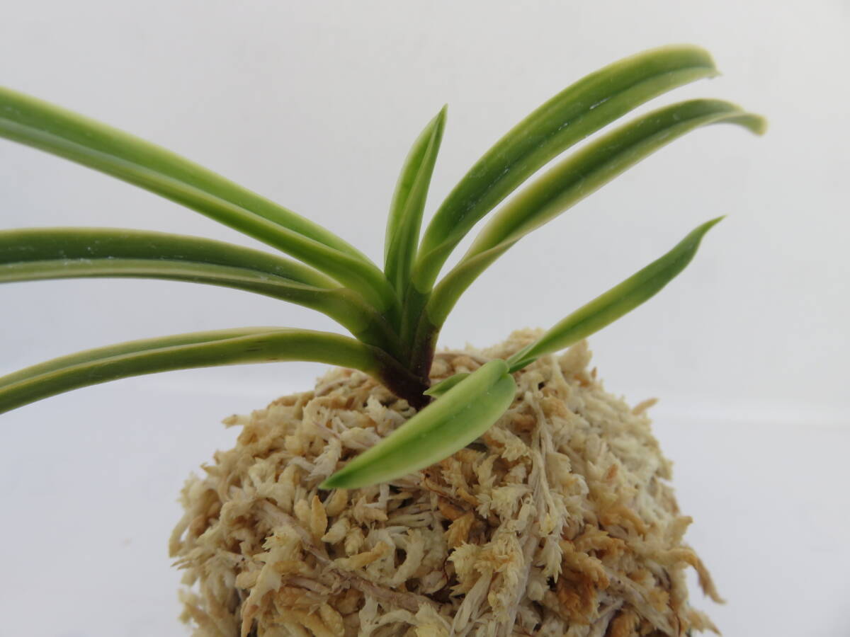 Yahoo!オークション - 富貴蘭 高隈の縞