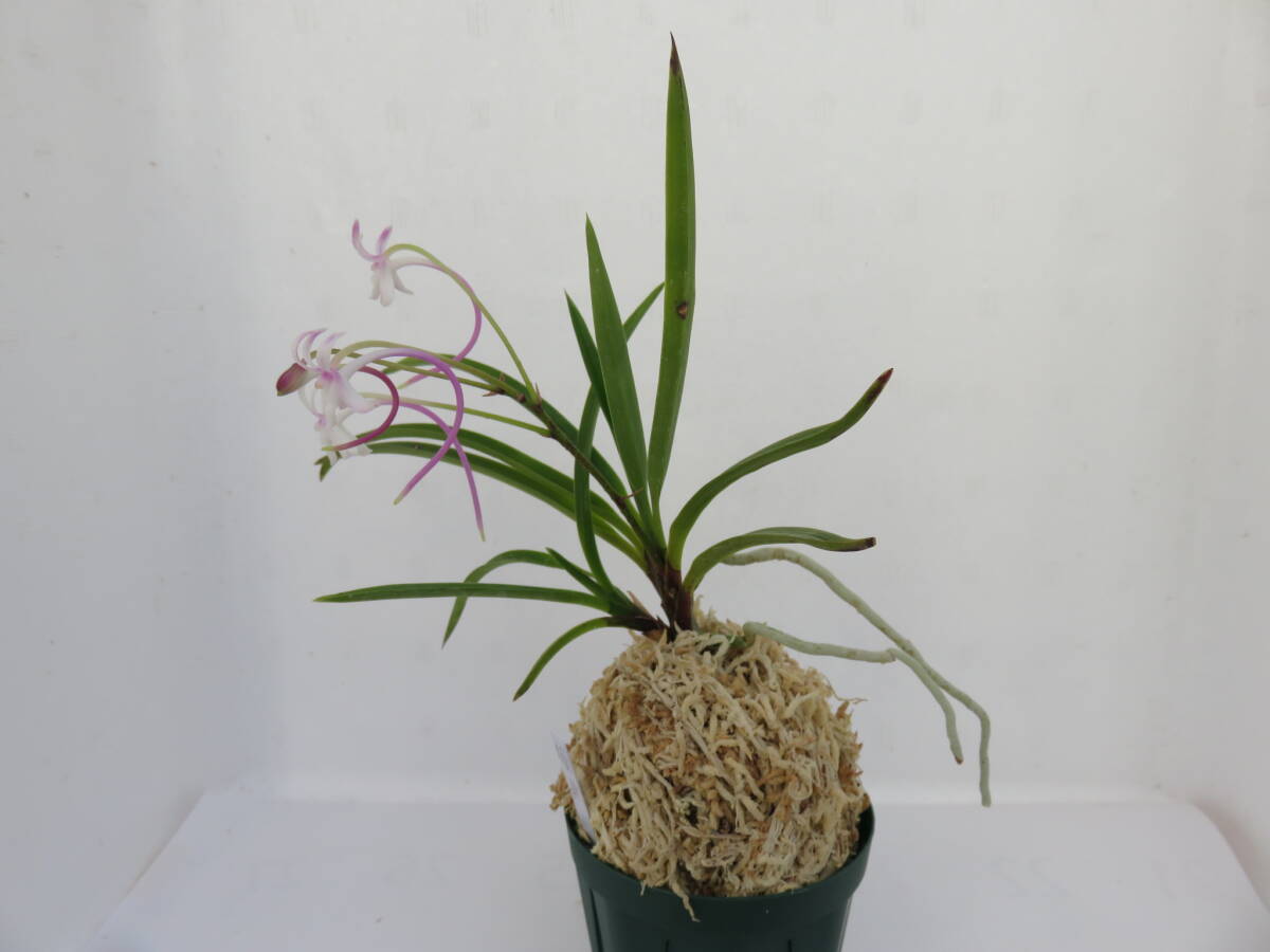 Yahoo!オークション - 富貴蘭 爛漫