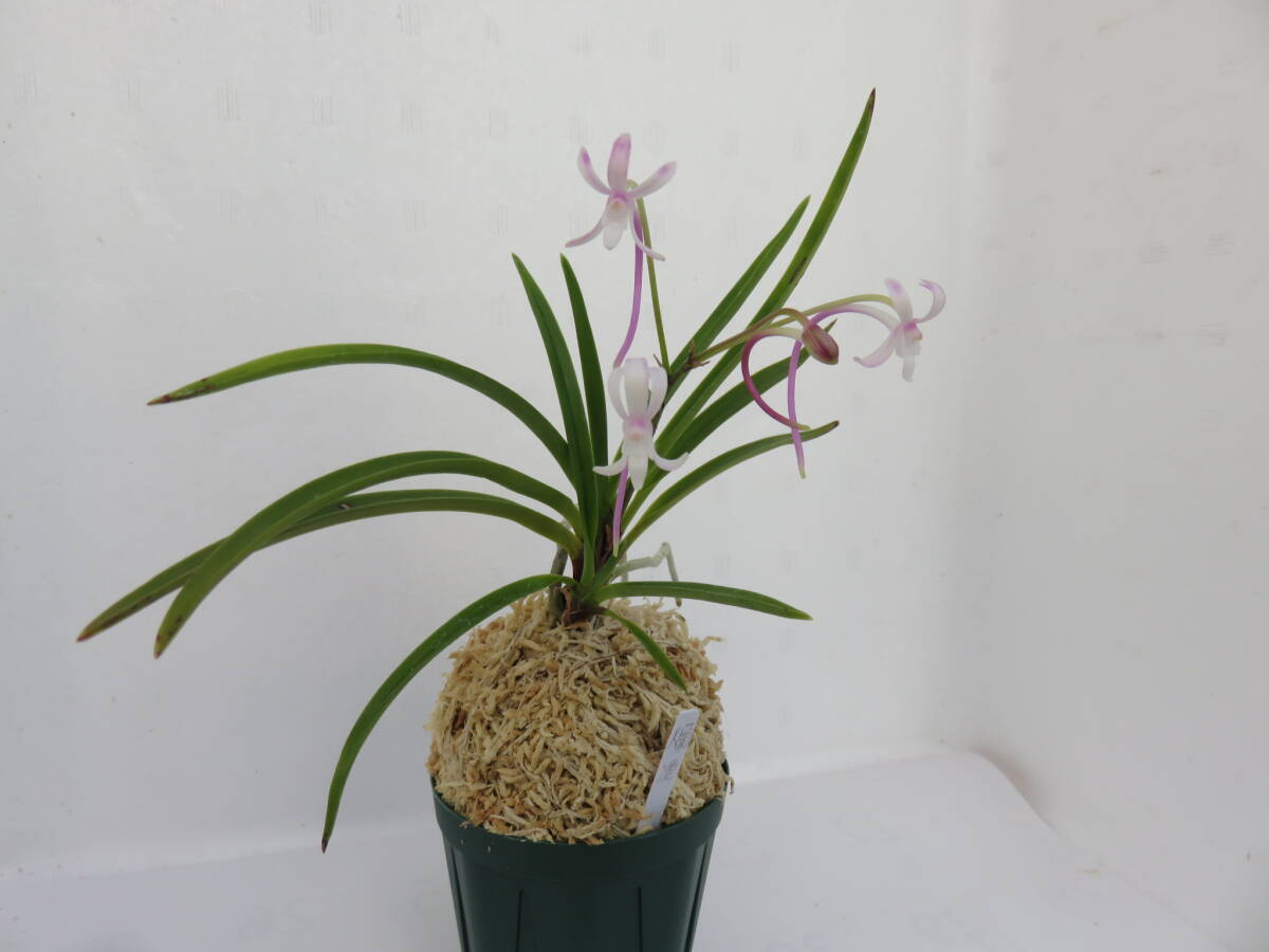 Yahoo!オークション - 富貴蘭 爛漫