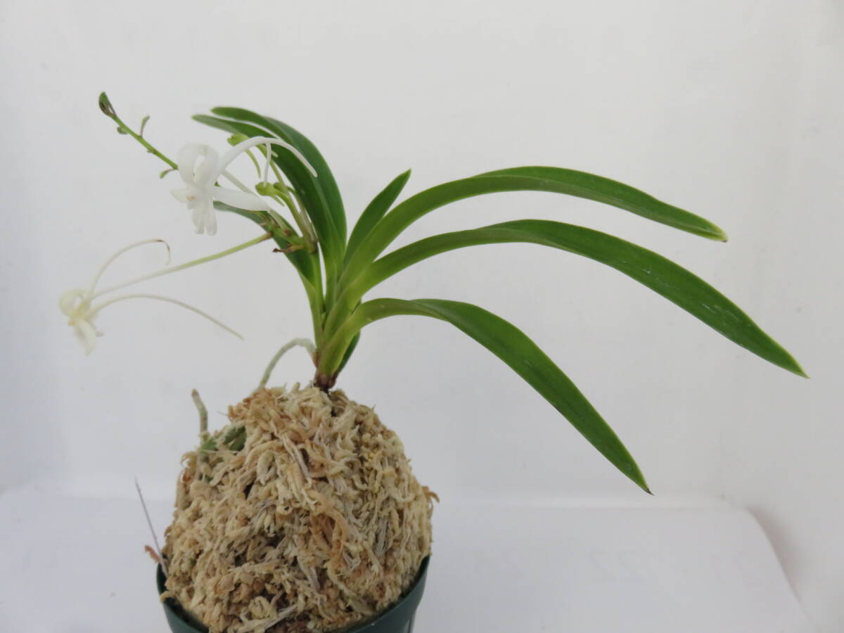 Yahoo!オークション - 富貴蘭 双尾龍