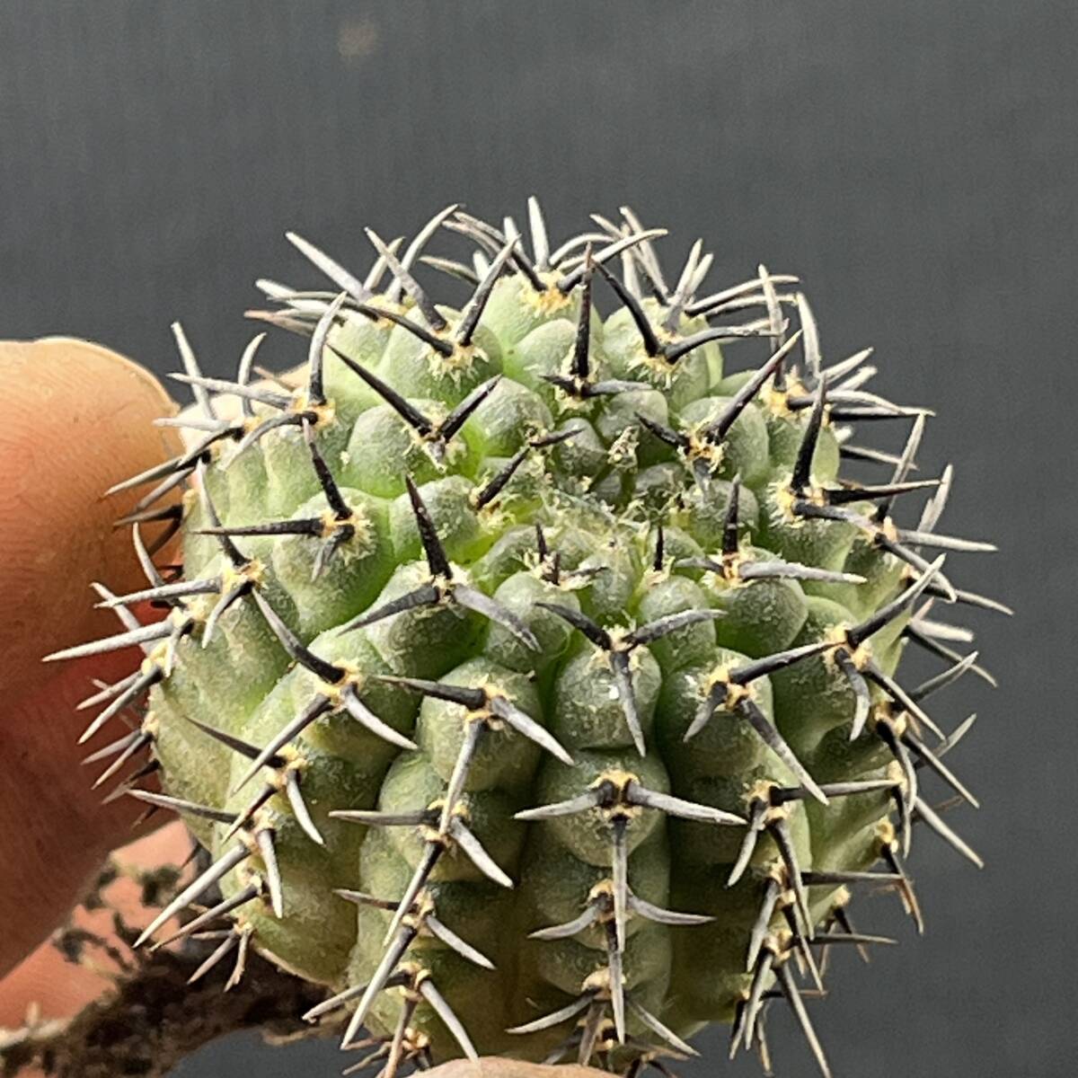 Yahoo!オークション - X97サボテン 多肉植物 ギムノカリキウム 太刺黑...