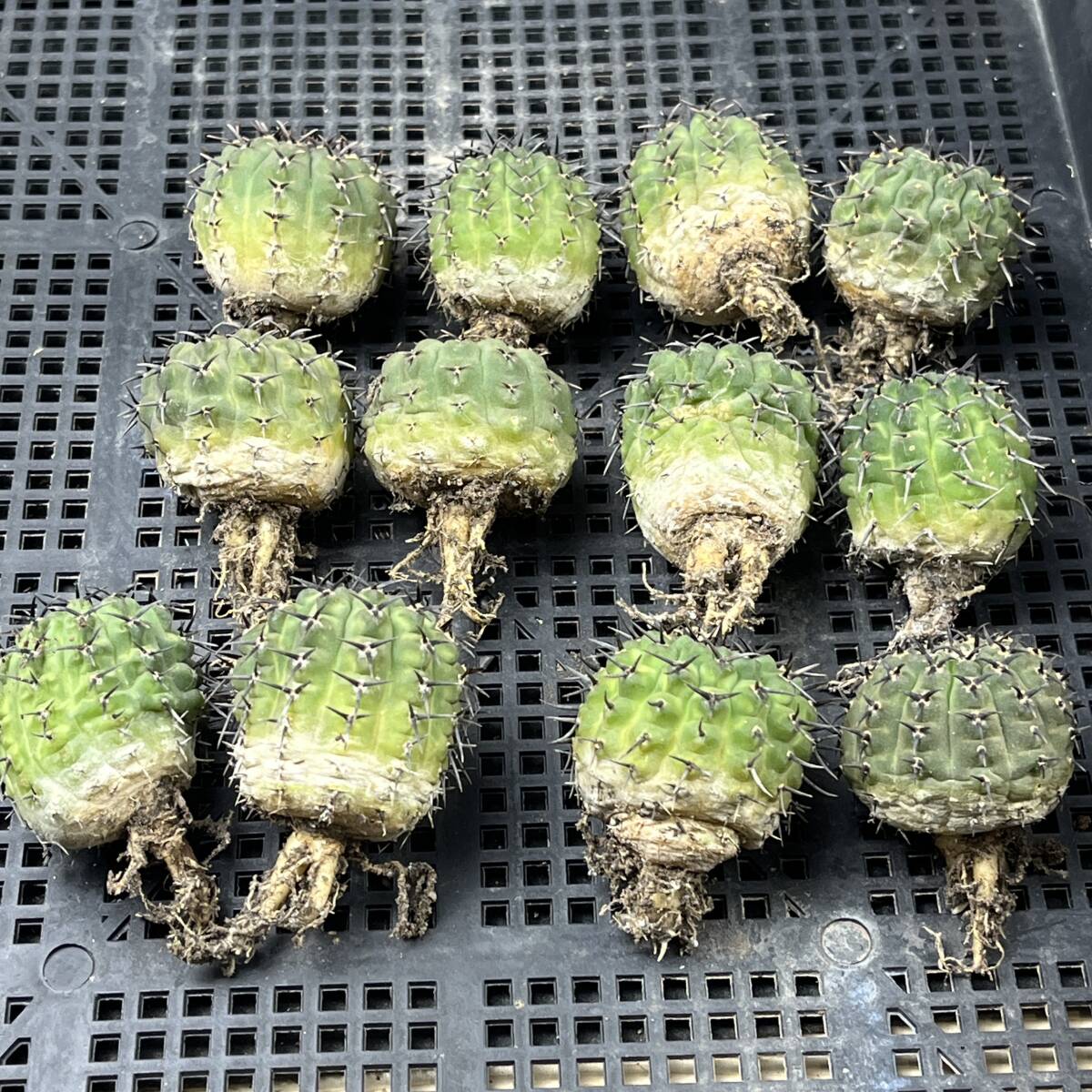 Yahoo!オークション - X97サボテン 多肉植物 ギムノカリキウム 太刺黑...