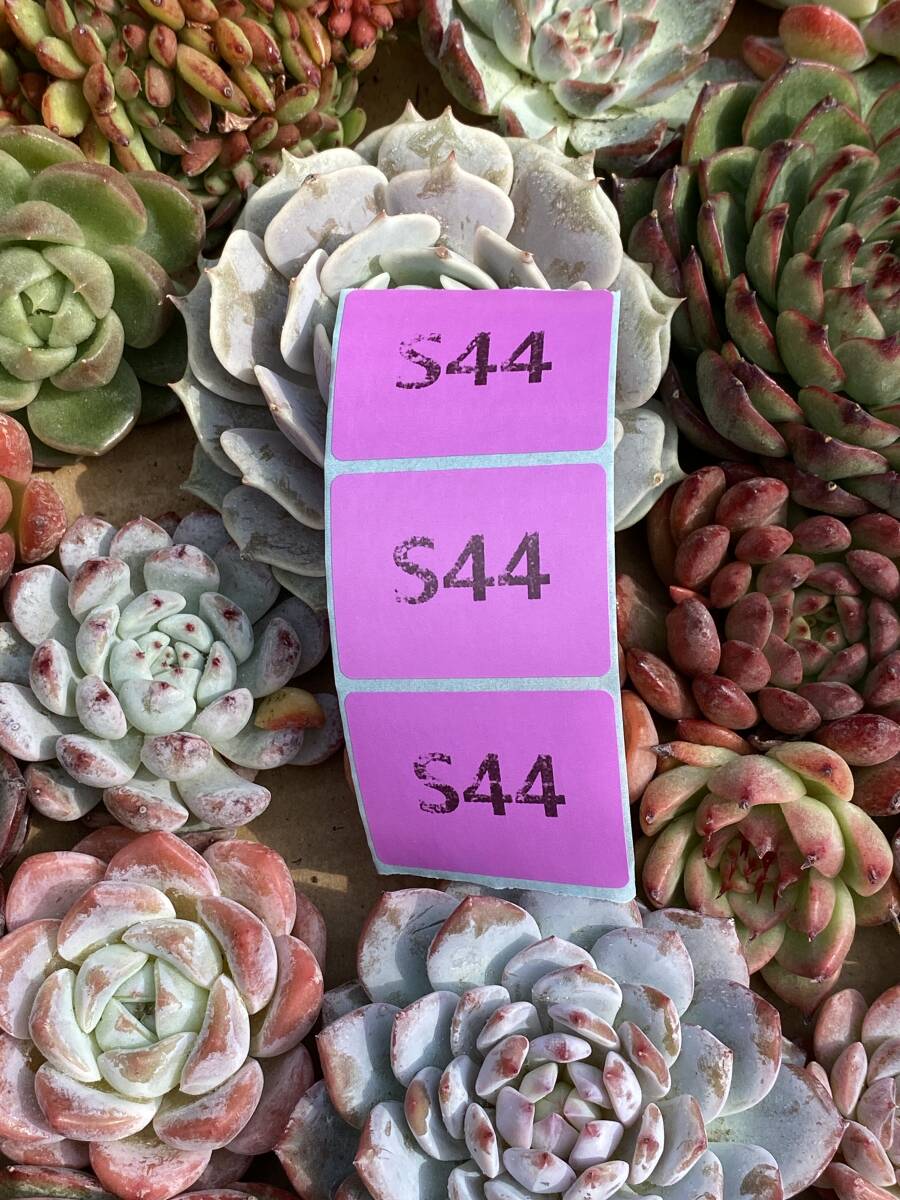 Yahoo!オークション - 55株セットS44&NT24多肉植物 エケベリアミック...